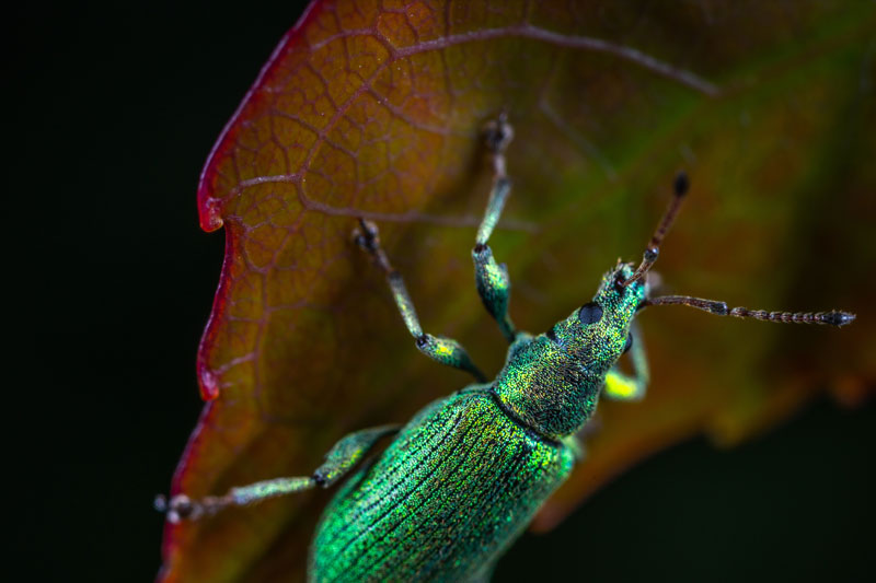 Pests & Rodents - Welcome to Southern Pest Solutions